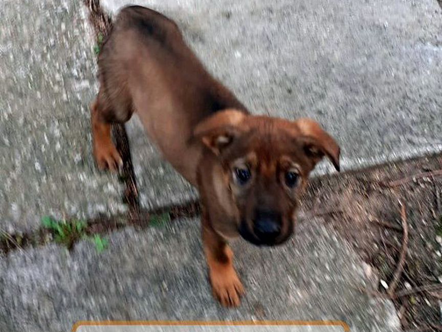 Щеночки 3 месяца