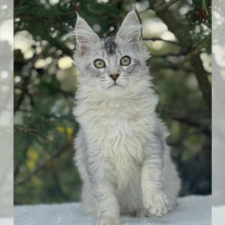 Кошечка ns25, шадет линии