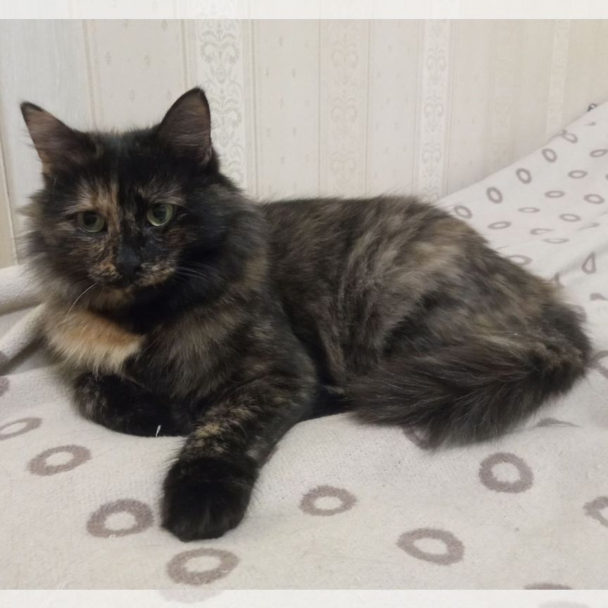 Взрослая кошка в добрые руки