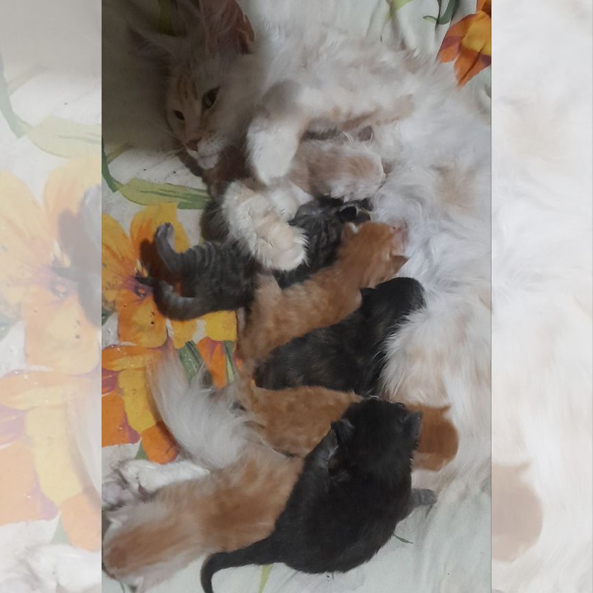 Котята метисы мэйкуна