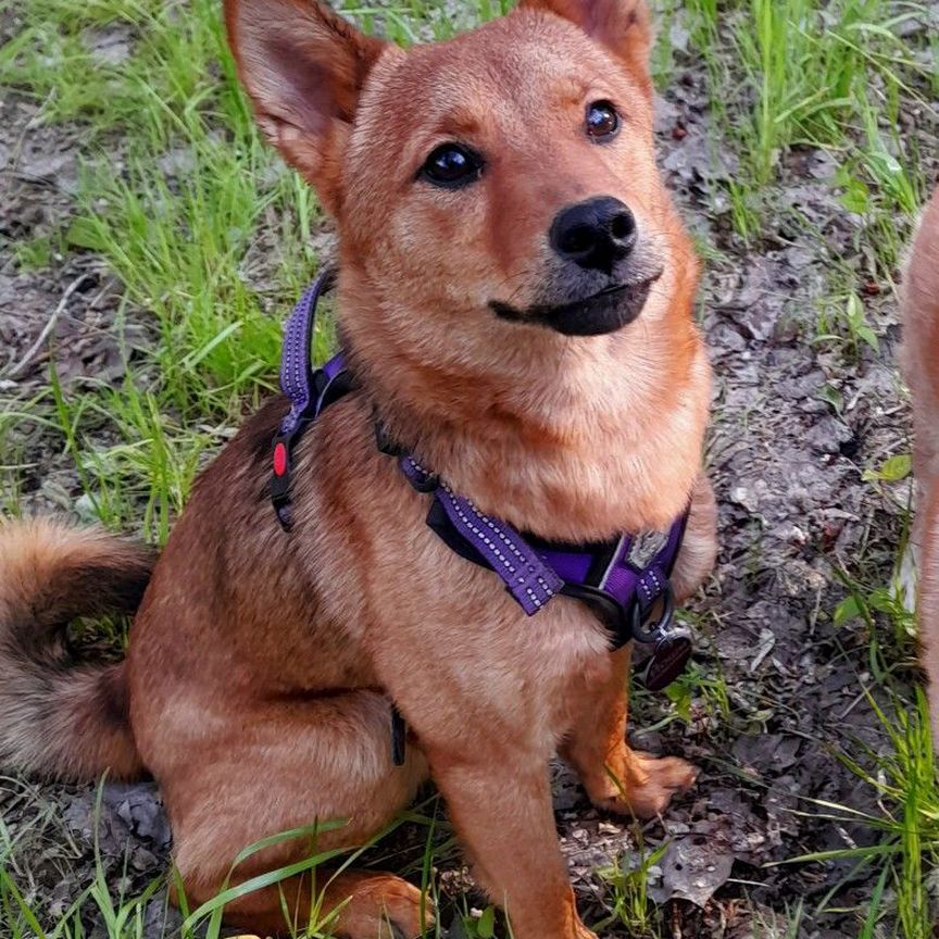 Собака в добрые руки