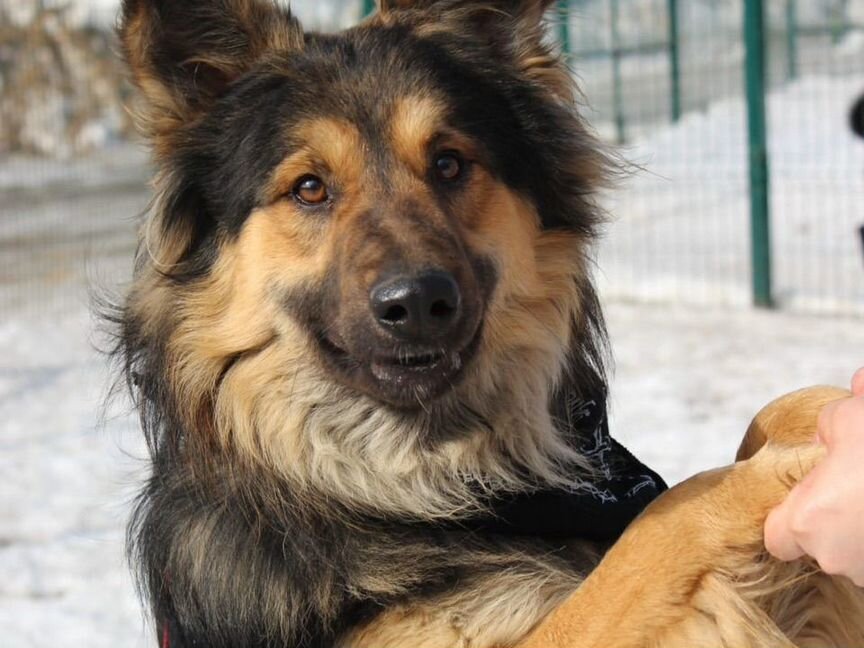 Буржуй - собака пристраивается в добрые руки