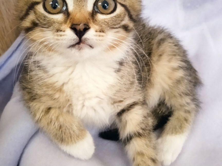 Маленькое счастье