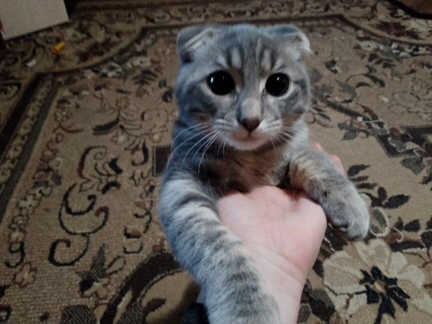 Вислоухий котик-подросток в добрые руки