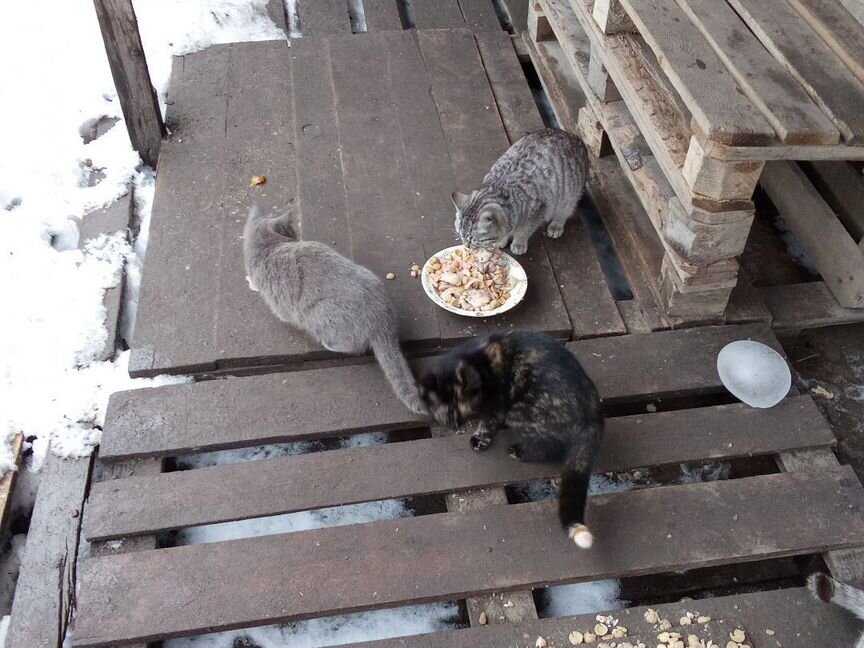 Котята в добрые руки