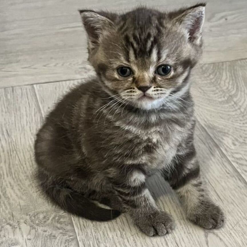 Шотландский прямоухий длинношёрстный котёнок