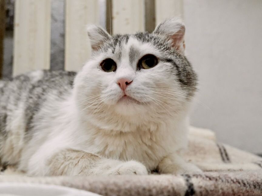 Милейший котик в добрые руки