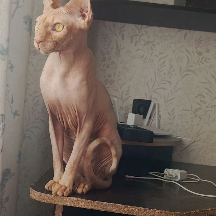 Канадский сфинкс котёнок