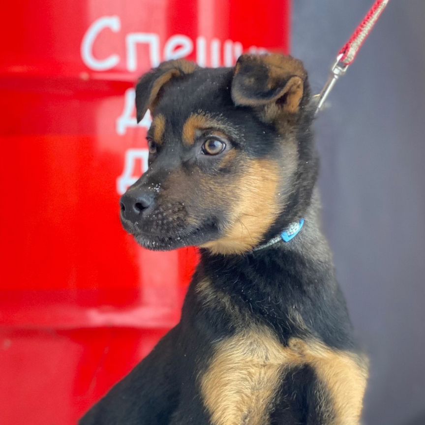 Щенок в добрые руки