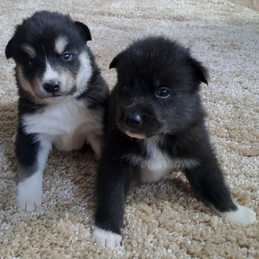 Сибирский хаски, щенок