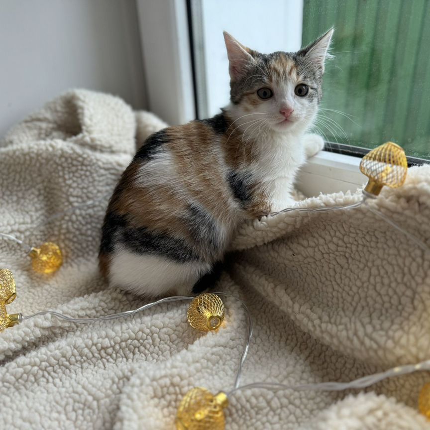 Котята -мышеловы в добрые руки