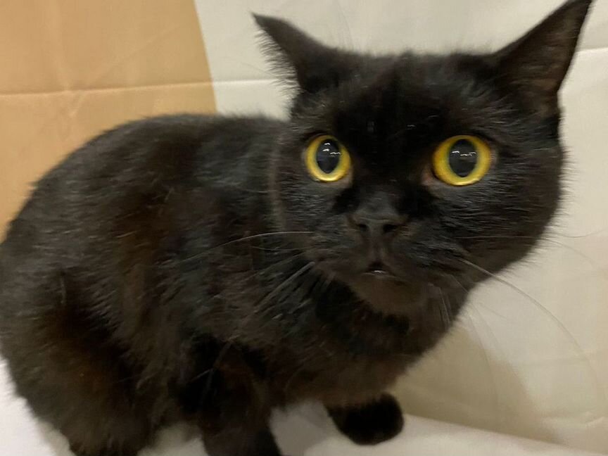 Британский котик Плюш 5 лет ищет дом