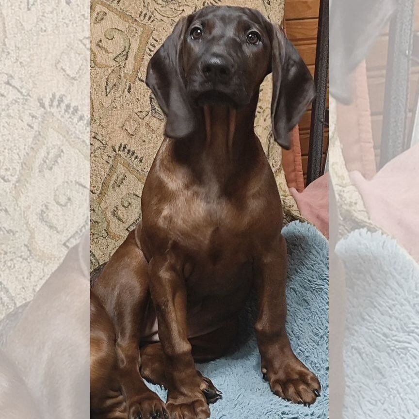 Баварская горная гончая, щенок