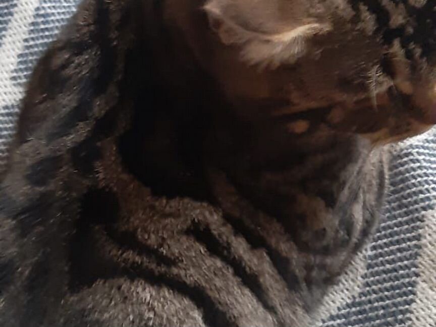 Бенгальская кошка и кот