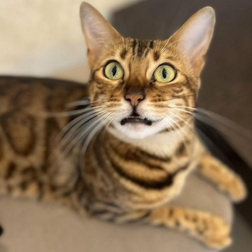 В поисках кота бенгала на вязку