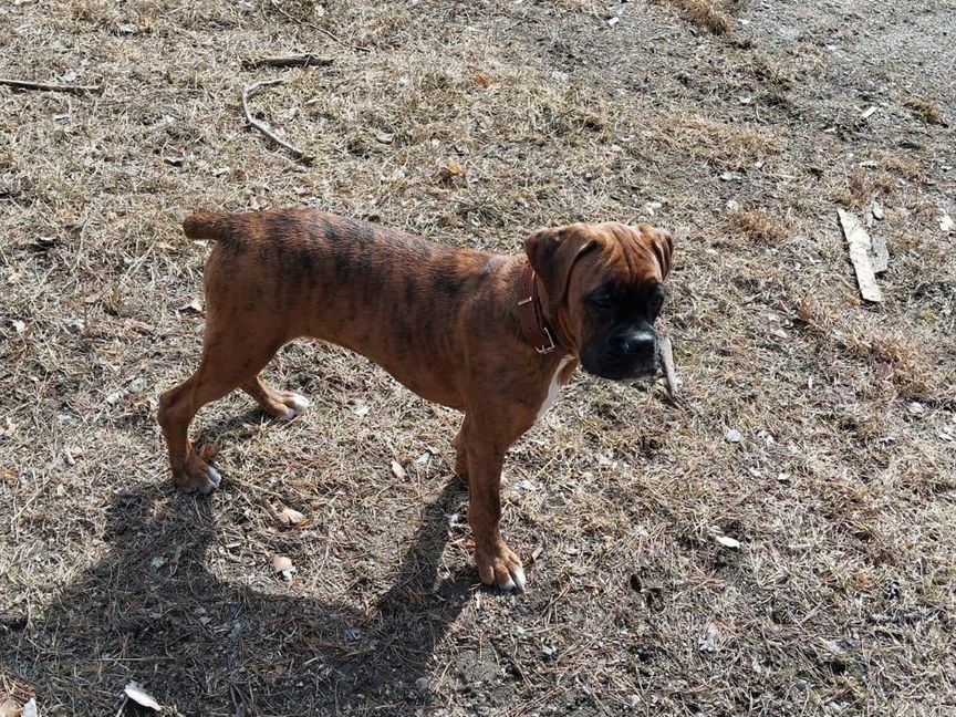 Щенок немецкого боксёра