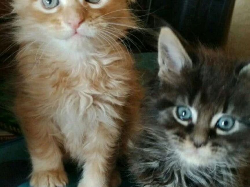 Мейн Кун (парни и девчата )