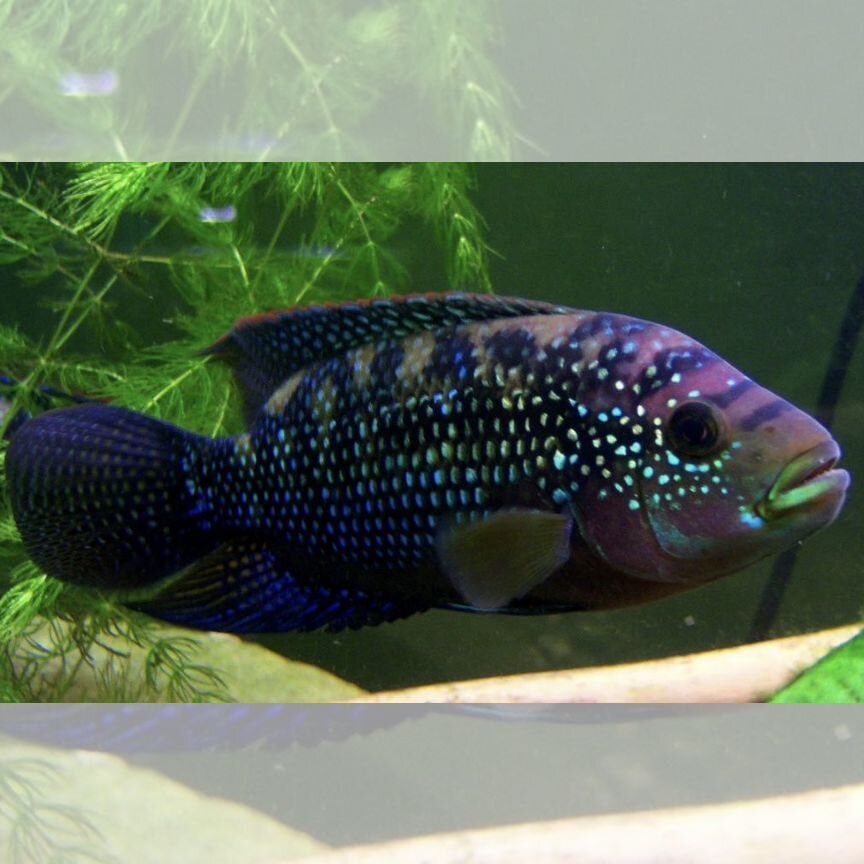 Аквариумные рыбки цихлид