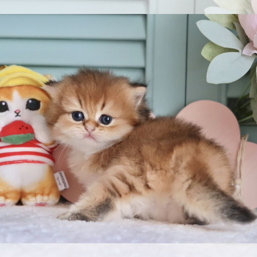 Британские котята