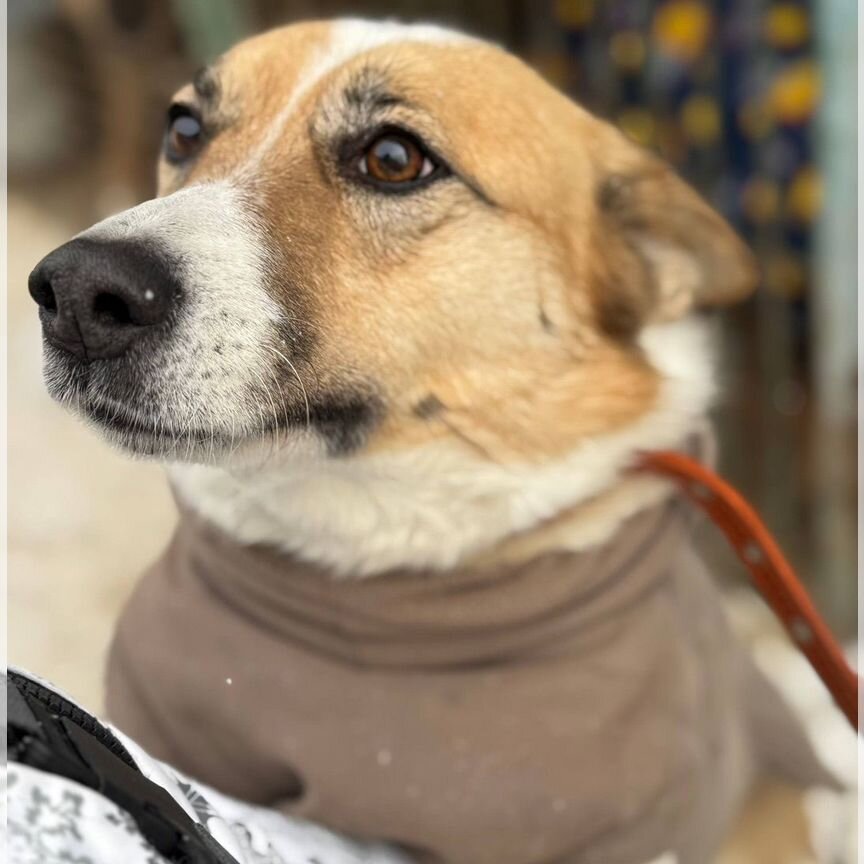 Взрослая собака в добрые руки