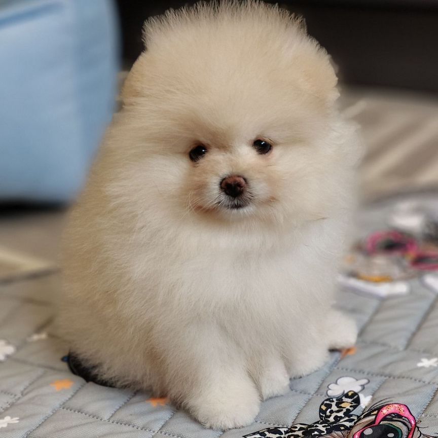 Померанский шпиц, щенок