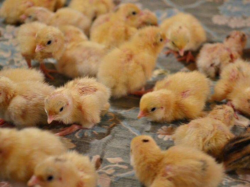 Перепела белый Техасский