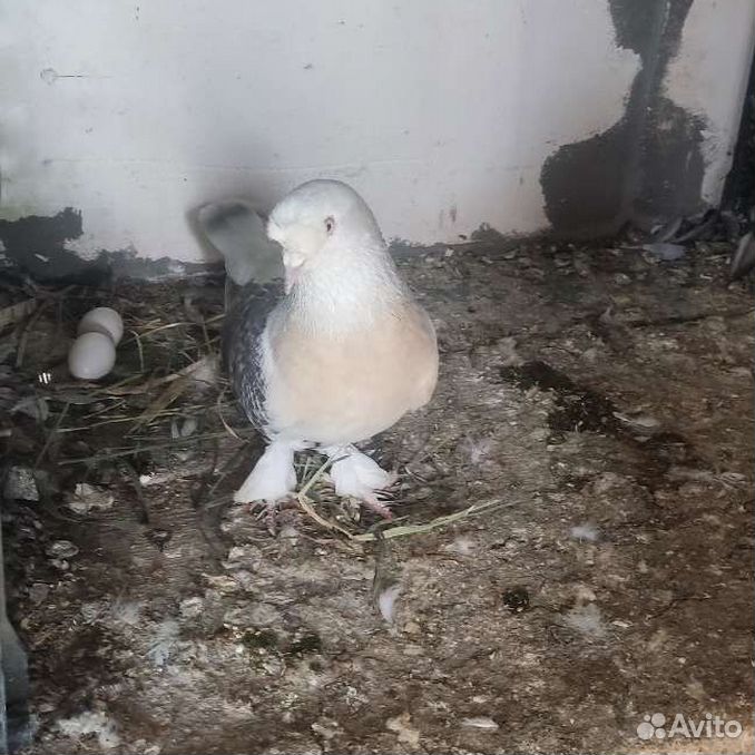 Голуби такла