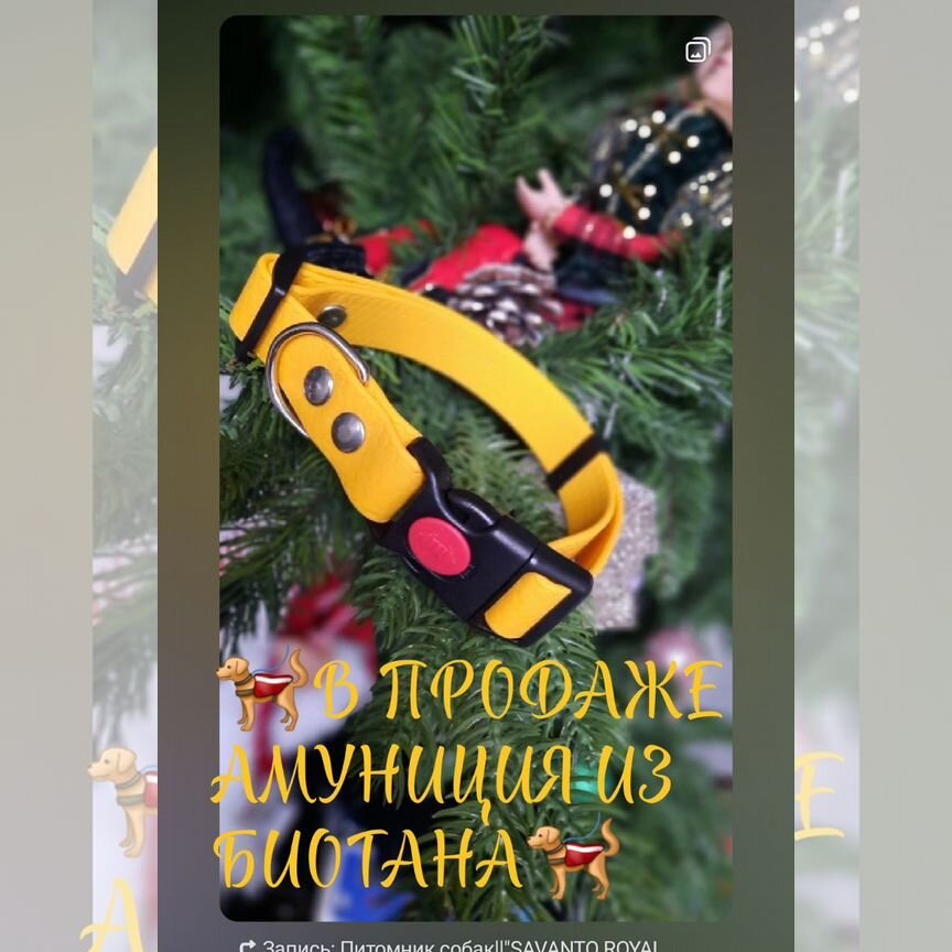 Ошейник и поводок из биотана