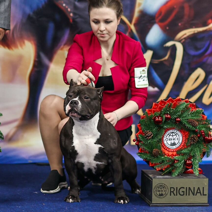 Американский булли