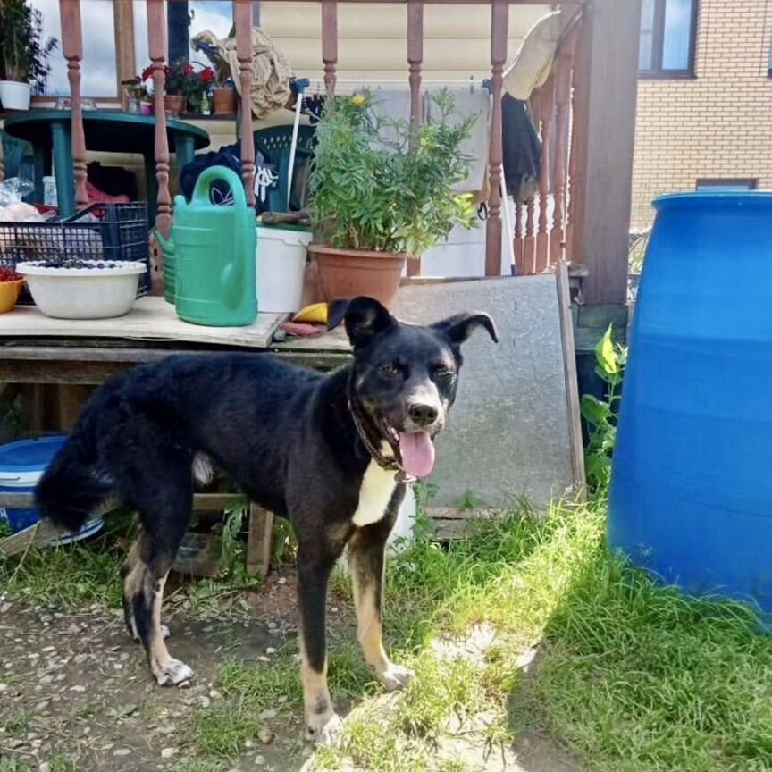 Собака в добрые руки мальчик