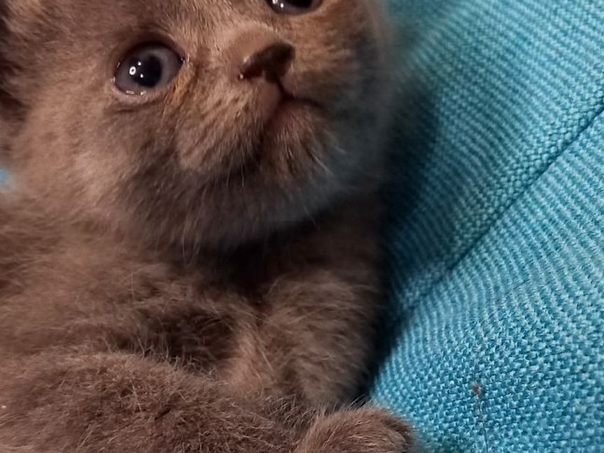 Шотландские вислоухие котята