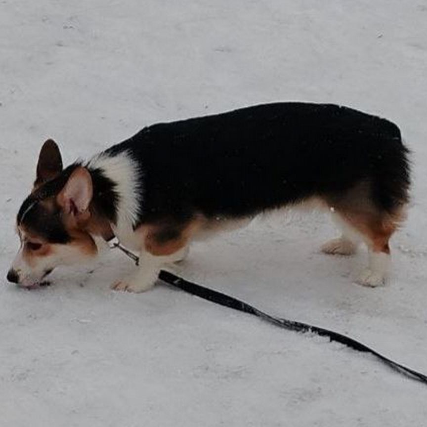 Вельш Корги Пемброк, щенок