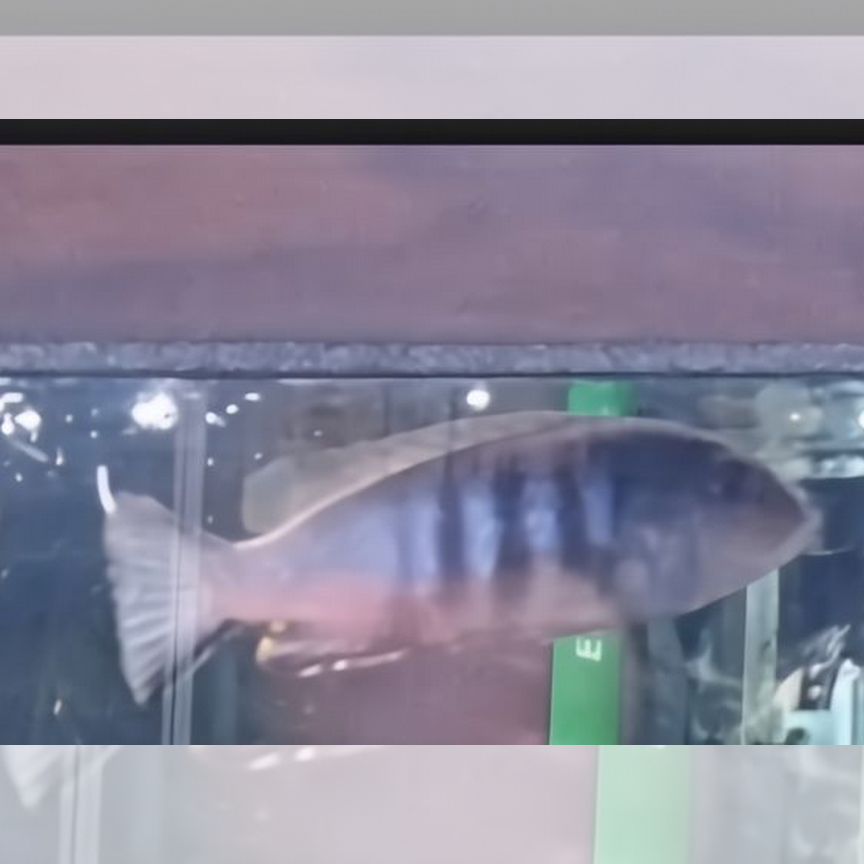 Рыбки цихлиды