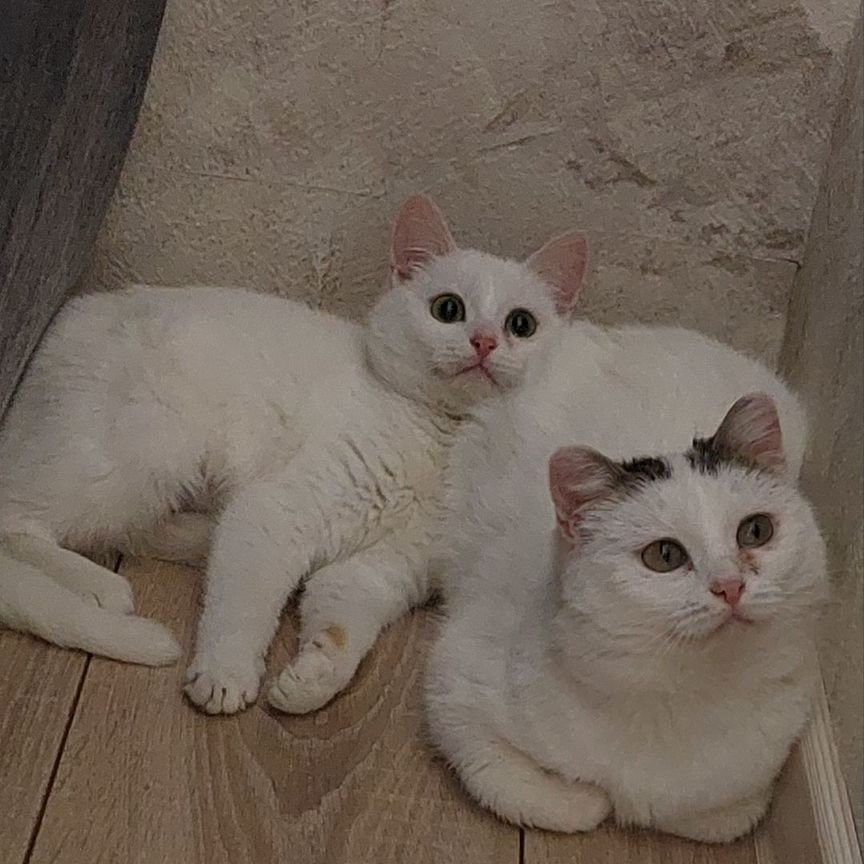Кошечки неразлучницы