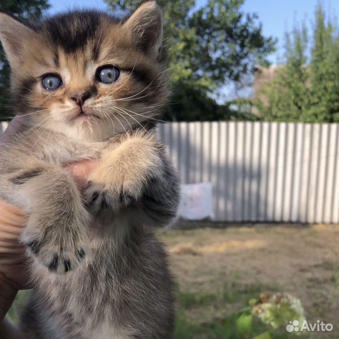 Котик золотой тикированный