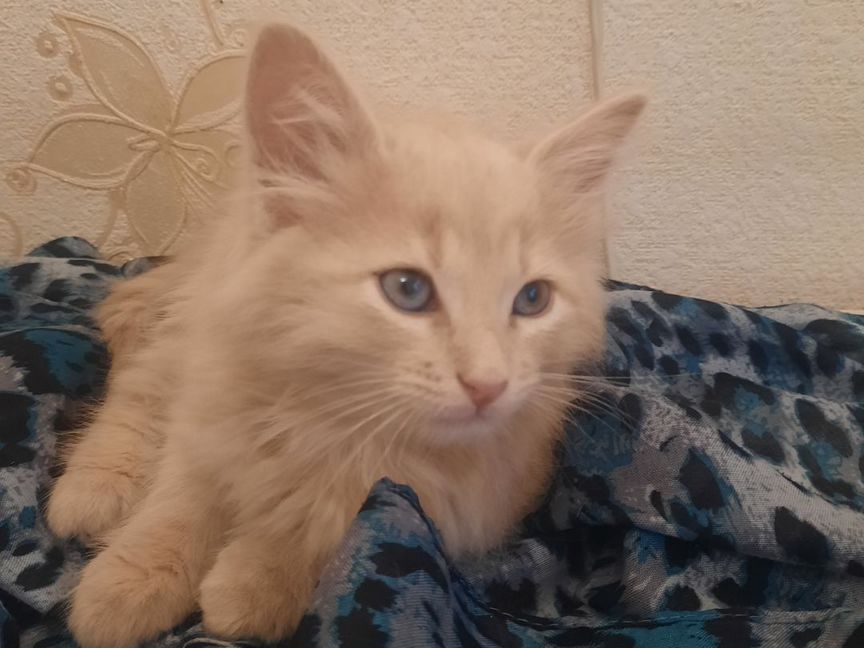 Возьмите котенка в семью