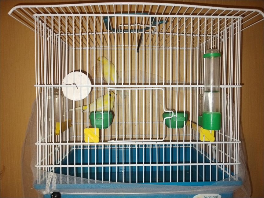 Кенара и канарейки