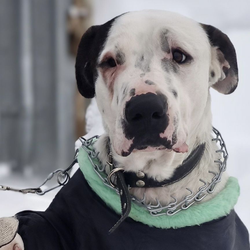 Аргентинский дог, взрослый пёс