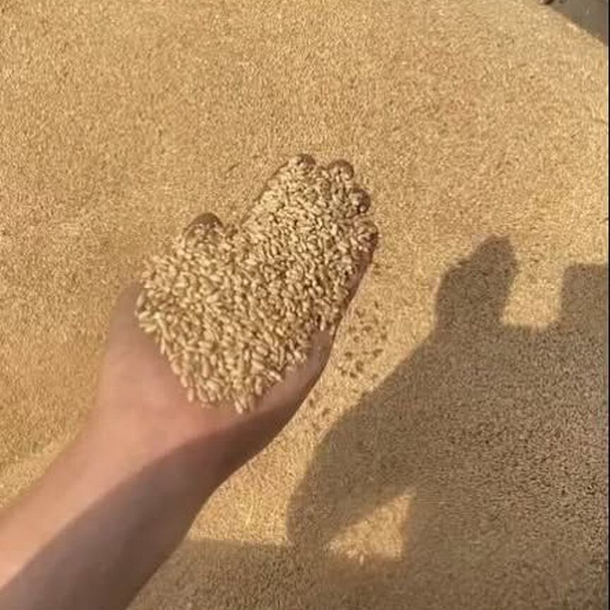 Фуражный ячмень