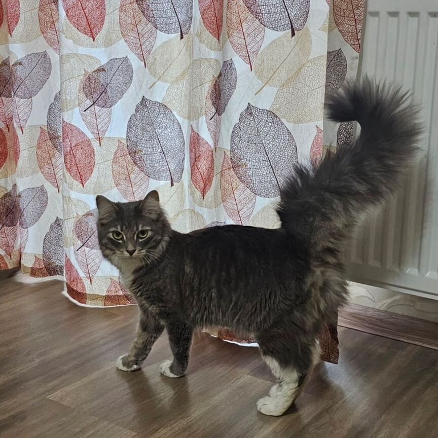 Отдам кошку в добрые руки бесплатно