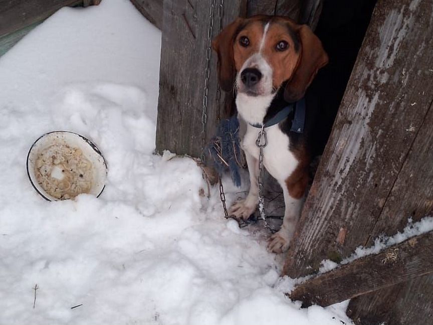 Продам эстонскую гончую