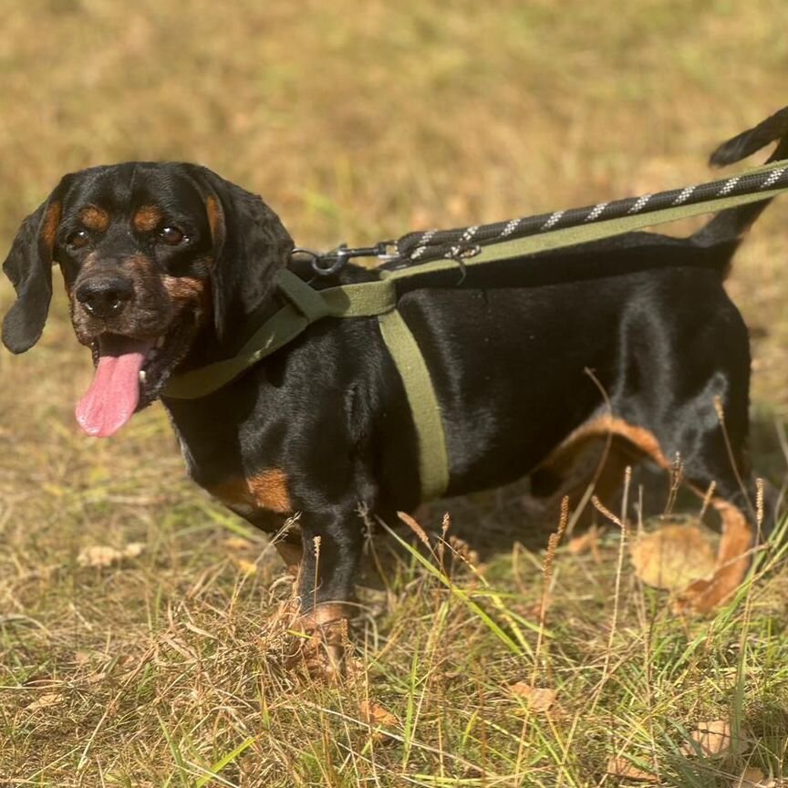 Такса из приюта