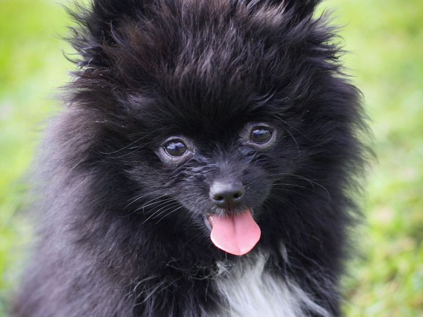 Шпиц девочка