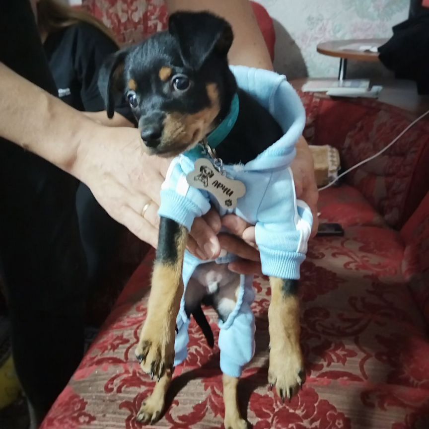 Щенок