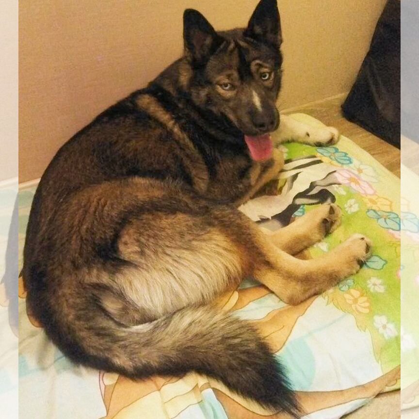 Маламут в добрые руки