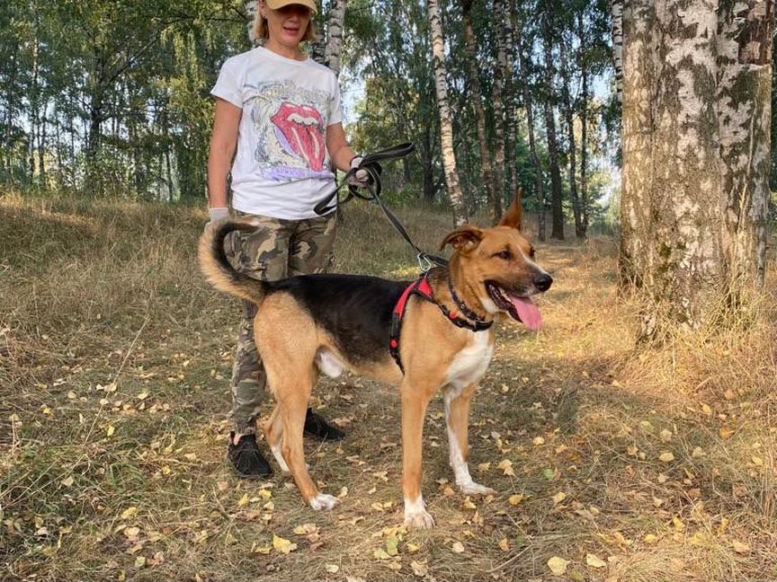 Собаки бесплатно