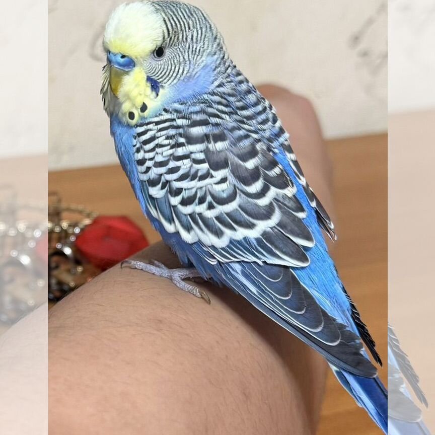 Волнистый попугай