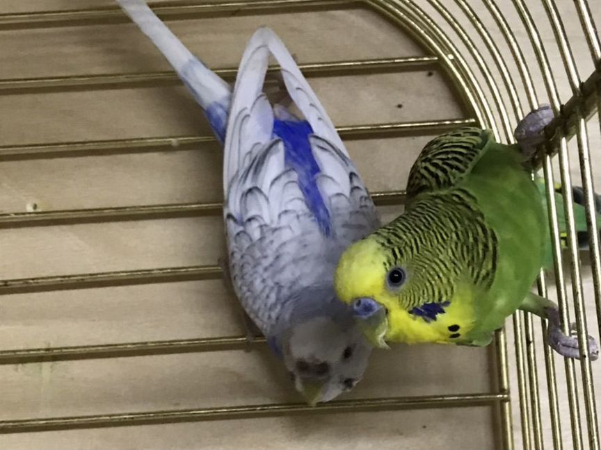 Волнистые попугаи пара