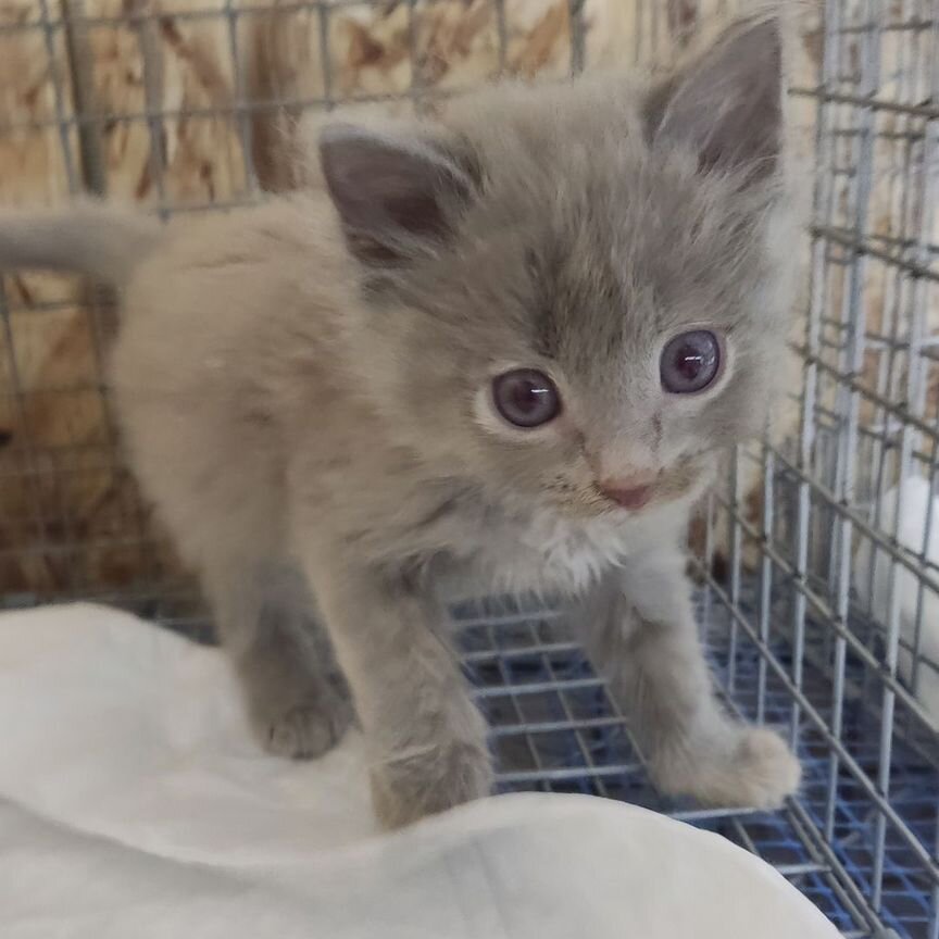 Котенок девочка бесплатно