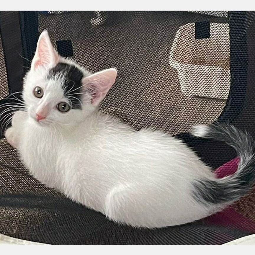 Белый с чëлочкой котёнок ищет дом